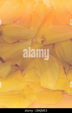 Dry flower on dark background, close-up photo of autumn flower Stock ...
