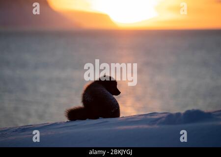 Arctic Fox Vulpes lagopus at sunset 1002 area of the ANWR Beaufort sea ...