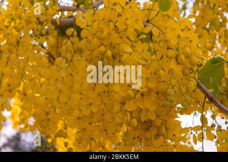 Cassia Fistula flower, aka. Golden Shower tree; Indian laburnum or Purging Cassia; close up of ...
