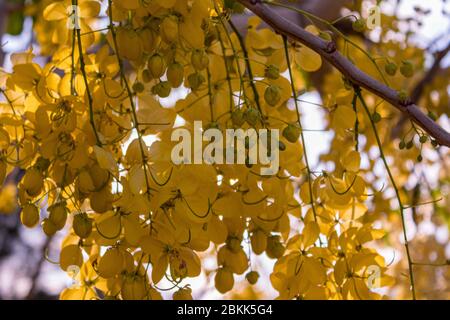 Cassia Fistula flower, aka. Golden Shower tree; Indian laburnum or Purging Cassia; close up of ...