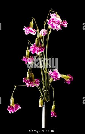 Wilted pink carnation flowers isolated on the black background Stock ...