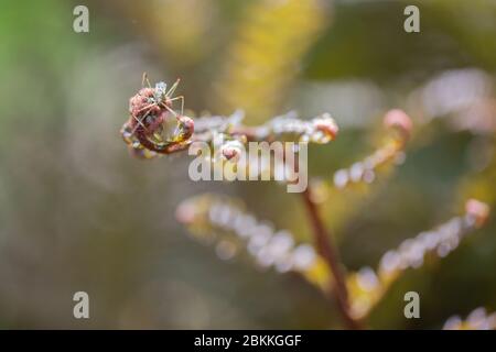 Assassin Bug (Reduviidae) on fern, Gunung Leuser National Park ...