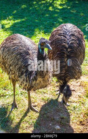 Side view of a Greater Rhea, a large, flightless bird, with head in ...