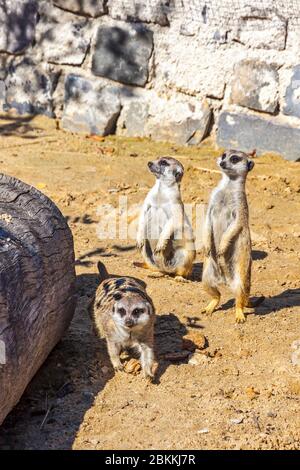 A group of Meerkats (Suricata suricatta - a small mongoose found in ...