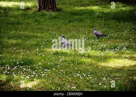 Beautiful pigeons on green grass on a sunny day Stock Photo - Alamy