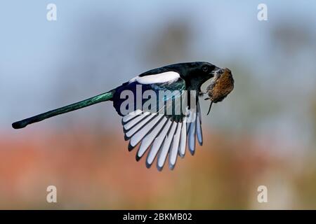 Eurasian magpie with a mouse in its beak Stock Photo - Alamy