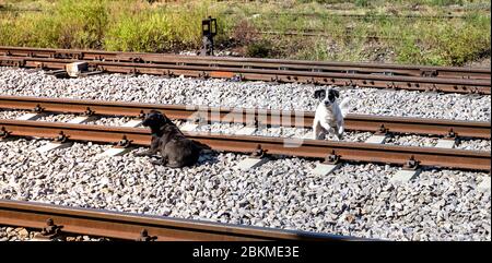 Two beautiful dogs on the railroad in tunnel of trees at sunset Stock ...