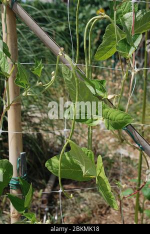 Vigna Unguiculata Sesquipedalis pods. Also known as yardlong bean, bora ...