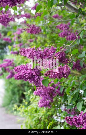 Syringa vulgaris flower growing in meadow, macro Stock Photo - Alamy