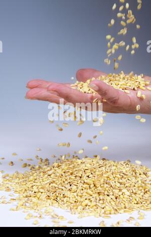 Durum (Triticum durum), wheat, wheat grains Stock Photo - Alamy