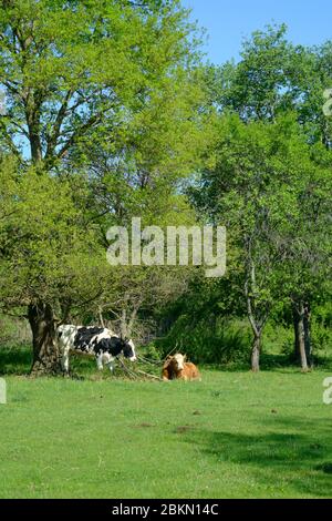 holstein cows grazing in large field in a rural countryside area zala ...