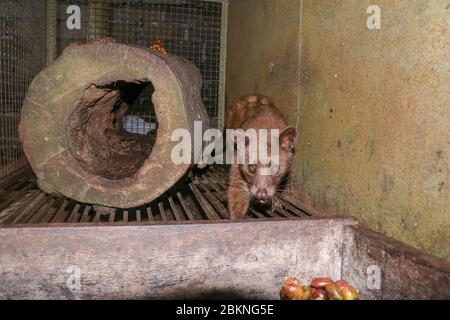 Asian palm civet housed in a cage for the production of Kopi Luwak ...