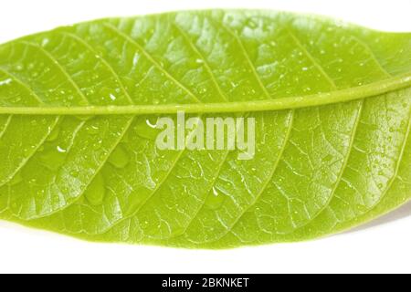 A leaf (plural leaves) is a dorsiventrally flattened organ of a ...