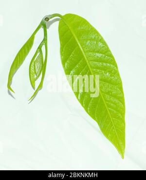 A leaf (plural leaves) is a dorsiventrally flattened organ of a ...