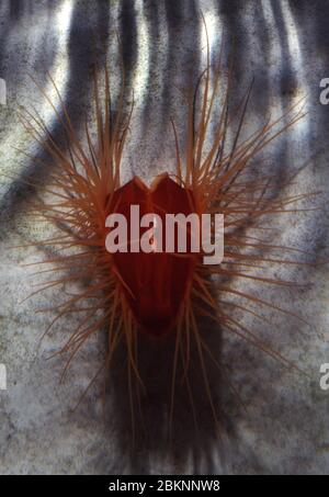 Ctenoides (Lima) scaber, the flame scallop or rough fileclam, is a ...