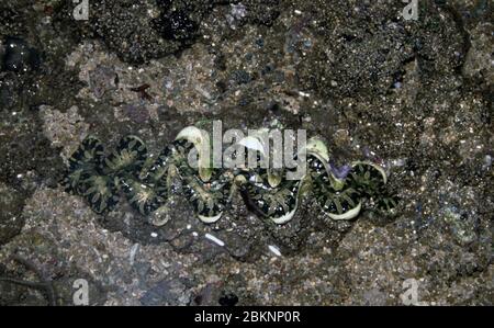 Tank with giant clam farm, Tridacna gigas, in the backyard area of the ...