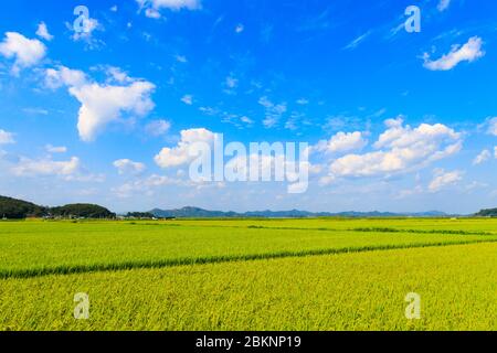 Asia, Republic of Korea, South Korea, Incheon fish market Stock Photo ...