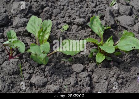 Sprouted beet seeds. Young green sprouts on on black ground. Delicate ...