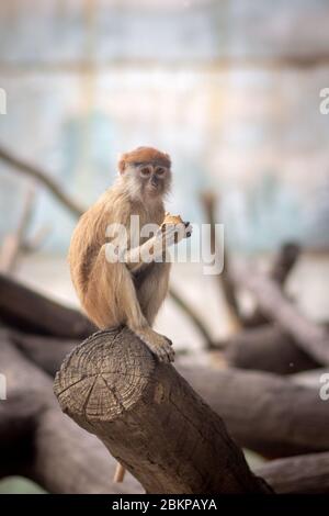 monkey in Beijing Zoo,Beijing,China Stock Photo - Alamy