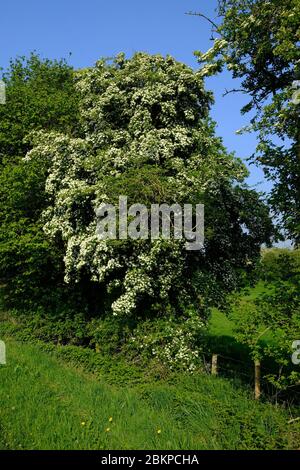 Hawthorn, May Tree, Crataegus monogyne, spring blossom, spring ...