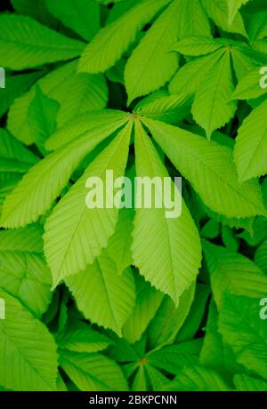 Chestnut tree with spring green leaves, seasonal natural background ...