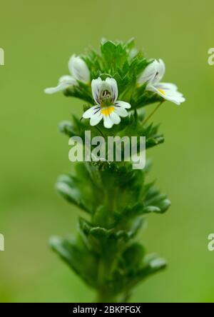 Eyebright (Euphrasia officinalis) a low-growing wildflower, flowering ...