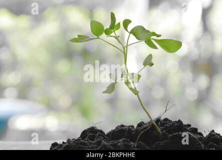 litter tree growth in dirt on wooden board Stock Photo - Alamy