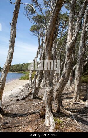 Lake Ainsworth in Lennox Head, dunal freshwater lake tea tree stained ...