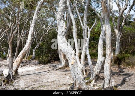Lake Ainsworth in Lennox head on the northern new south wales coast ...