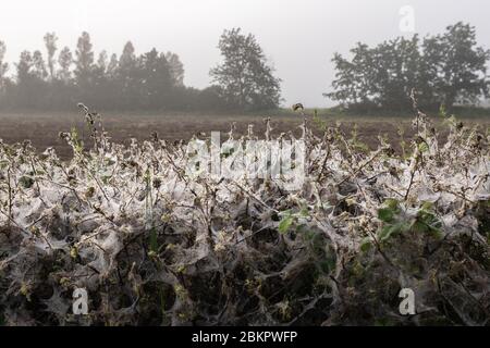 numerous cobwebs in a damp hedge of morning dew Stock Photo - Alamy