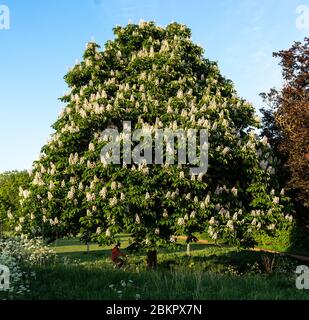 In this Monday, May 4, 2020 photo, Halil Hasani, left, joined by his ...