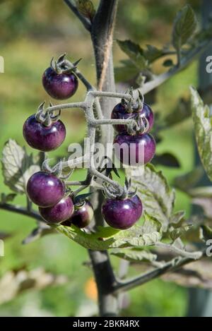 Tomato indigo blue Stock Photo - Alamy
