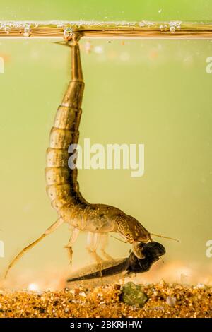 Larva of great diving beetle eating a tadpole Stock Photo - Alamy
