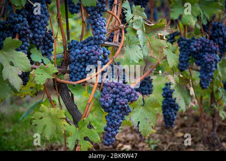 Vineyard with bunches of Nebbiolo grapes ready for harvest in the ...