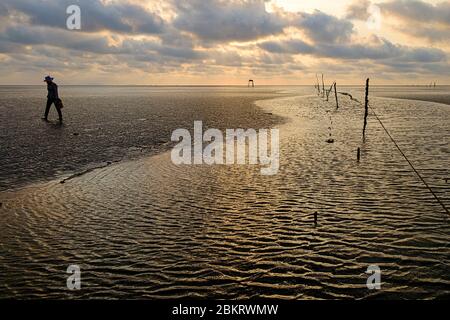 Vietnam, province of Tien Giang, Go Cong, mangrove landscape Stock ...