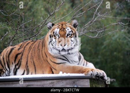 Bengal tiger with trees behind -Also known as the Indian Tiger, the ...