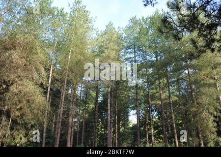 Pine trees in Thetford Forest, Thetford, Norfolk, England Stock Photo ...