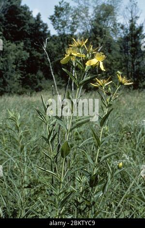 Hypericum ascyron L Hypericum ascyron L Stock Photo - Alamy