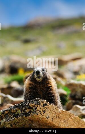 Yellow Bellied Marmot in the High Alpine in the Rocky Mountains Stock ...
