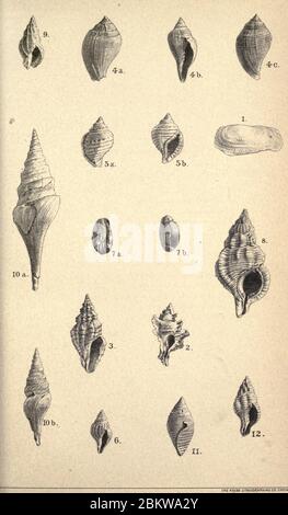 I. Preliminary report on the Tertiary fossils of Alabama and ...