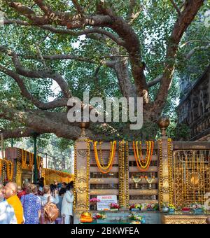 Mahabodhi Tree ; Bodhi Tree or Bodhi Fig Tree ; Mahabodhi Temple ; Bodh ...