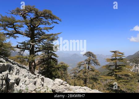 Cedar trees in Taurus Mountain Range, Elmali Antalya Turkey Stock Photo ...