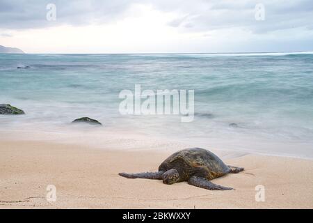 Resting Sea Turtle with Motion Blur Water Stock Photo - Alamy
