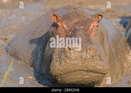Hippo, Hippopotamus amphibius, Queen Elizabeth National Park, Uganda ...