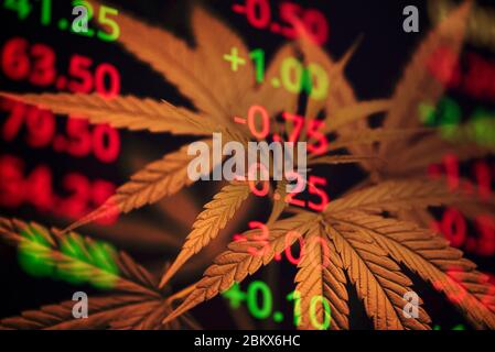 Cannabis business with marijuana leaves and stock graph charts on stock ...