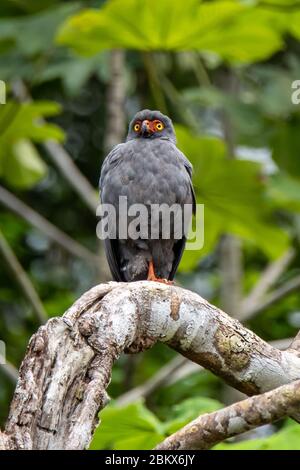 Slate-colored hawk (Buteogallus schistaceus) in the Peruvian Amazon ...