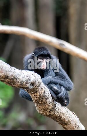Portrait of a black-faced or Peruvian black spider monkey (Ateles ...