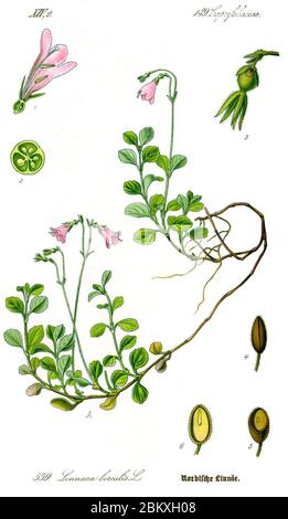 Illustration Linnaea borealis1 Stock Photo - Alamy