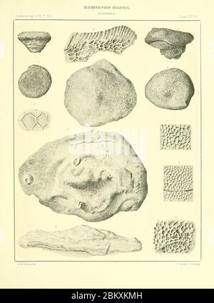 Illustrations of Devonian fossils Stock Photo - Alamy