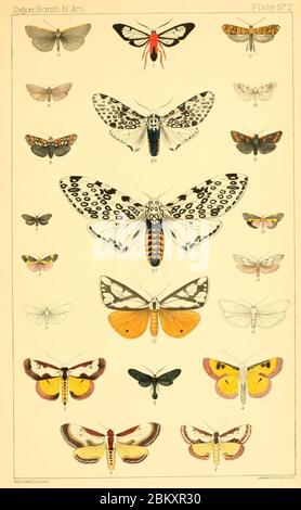 Illustrations of the Zygænidæ and Bombycidæ of North America Stock ...